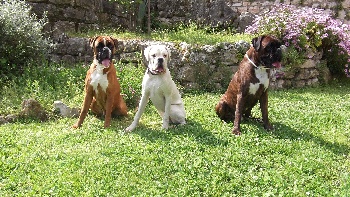 Accueil - Elevage des Gardiens du Temple - eleveur de chiens Boxer